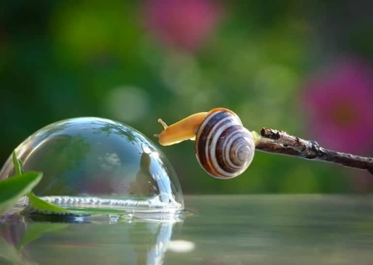 Exploring Snails: Nature’s Ecological Gems and Artistic Muse