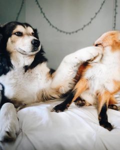 10 Dog and Fox Friendships: Wonderful Photos to Inspire You
