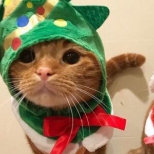 Matching PFP Christmas: How to Coordinate Your Profile Pic