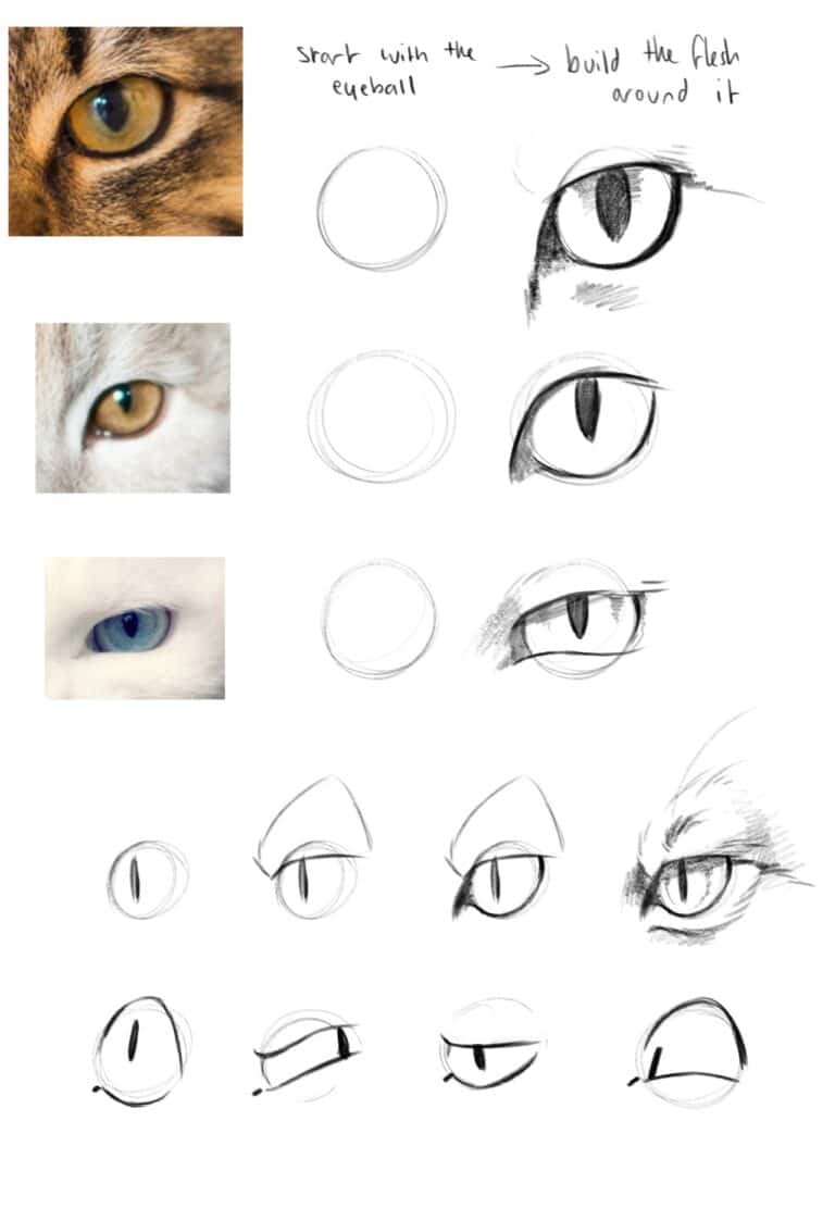 Drawing Cats: From Stiff Sketches to Living Felines