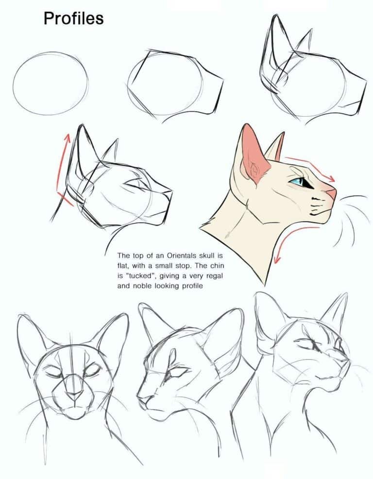 Drawing Cats: Tips and Techniques for Beginners