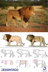 Lion Drawing: Tips and Techniques for Creating Cool Art