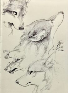 Wolf Drawing: Mastering the Art of Capturing Canine Majesty