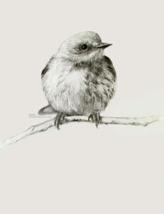 Bird Drawing: A Guide to Techniques and Styles | Sky Rye