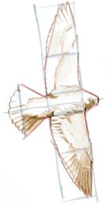 Bird Drawing: A Guide to Techniques and Styles | Sky Rye