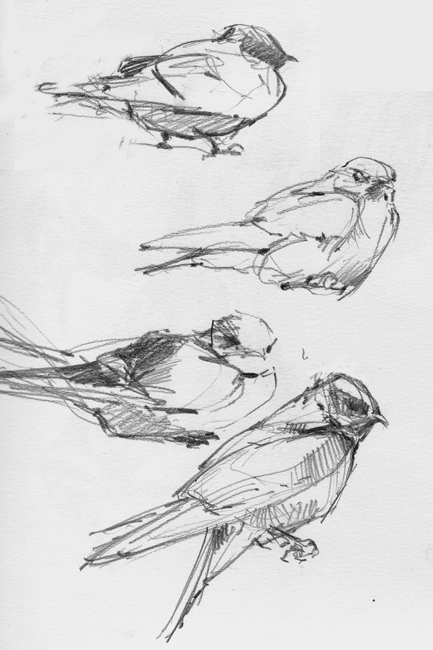 Bird Drawing: A Guide to Techniques and Styles | Sky Rye
