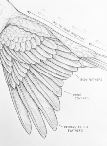 Bird Drawing Guide: 7 Techniques That Actually Work