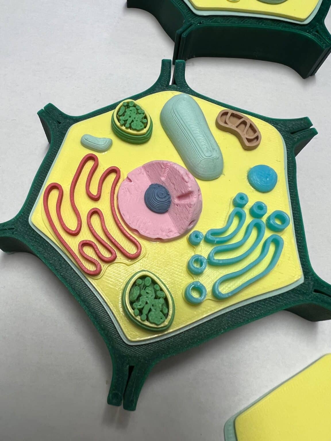The Significance of Plant Cell 3D Models in Education | Sky