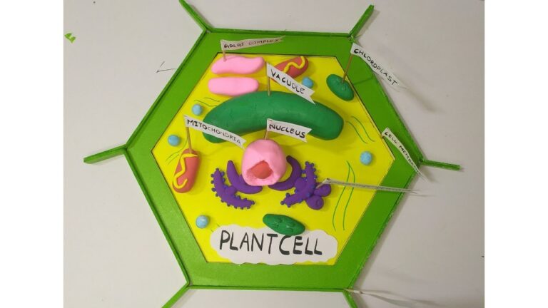 The Significance of Plant Cell 3D Models in Education | Sky