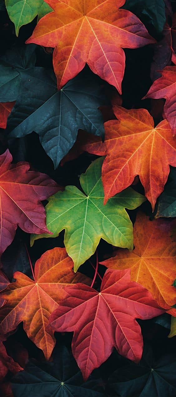 15+ Fall Wallpapers to Cozy Up Your Screens | Sky Rye Design