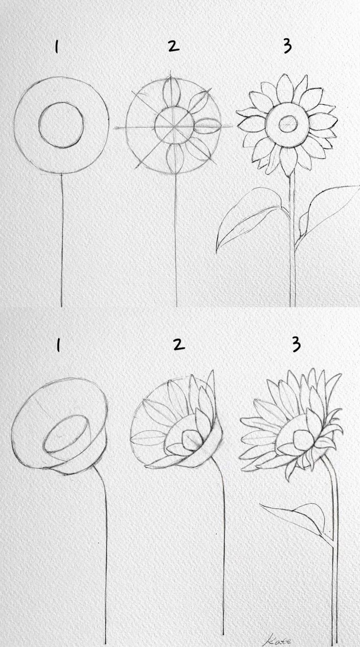 How to Drawing Flower: A Simple Guide for Beginners | Sky