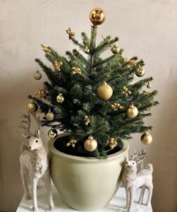 The Evolution and Cultural Significance of Mini Trees