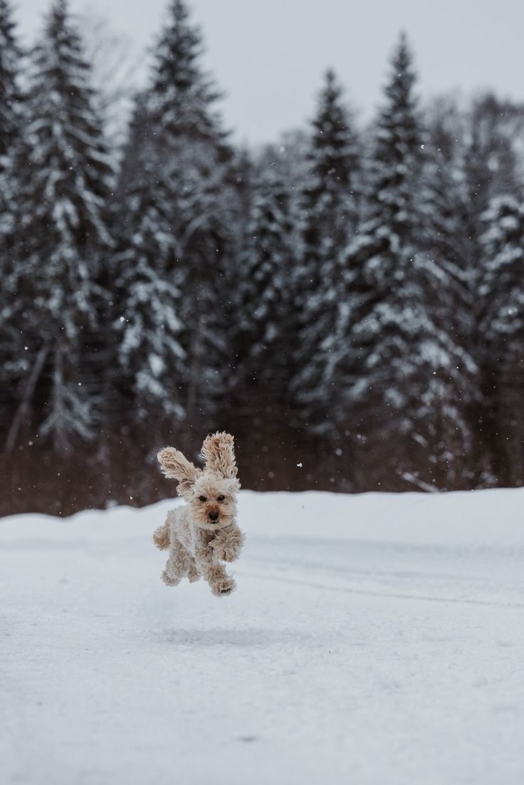 How to Keep Your Pets Warm and Safe in Winter Weather