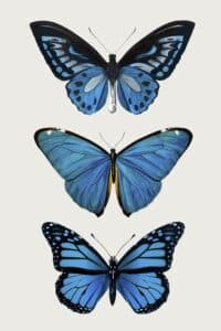 Butterfly Drawing: Simple Steps for Stunning Results | Sky