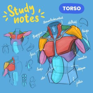 Anatomical Drawing of Human Body: Art Meets Med Science