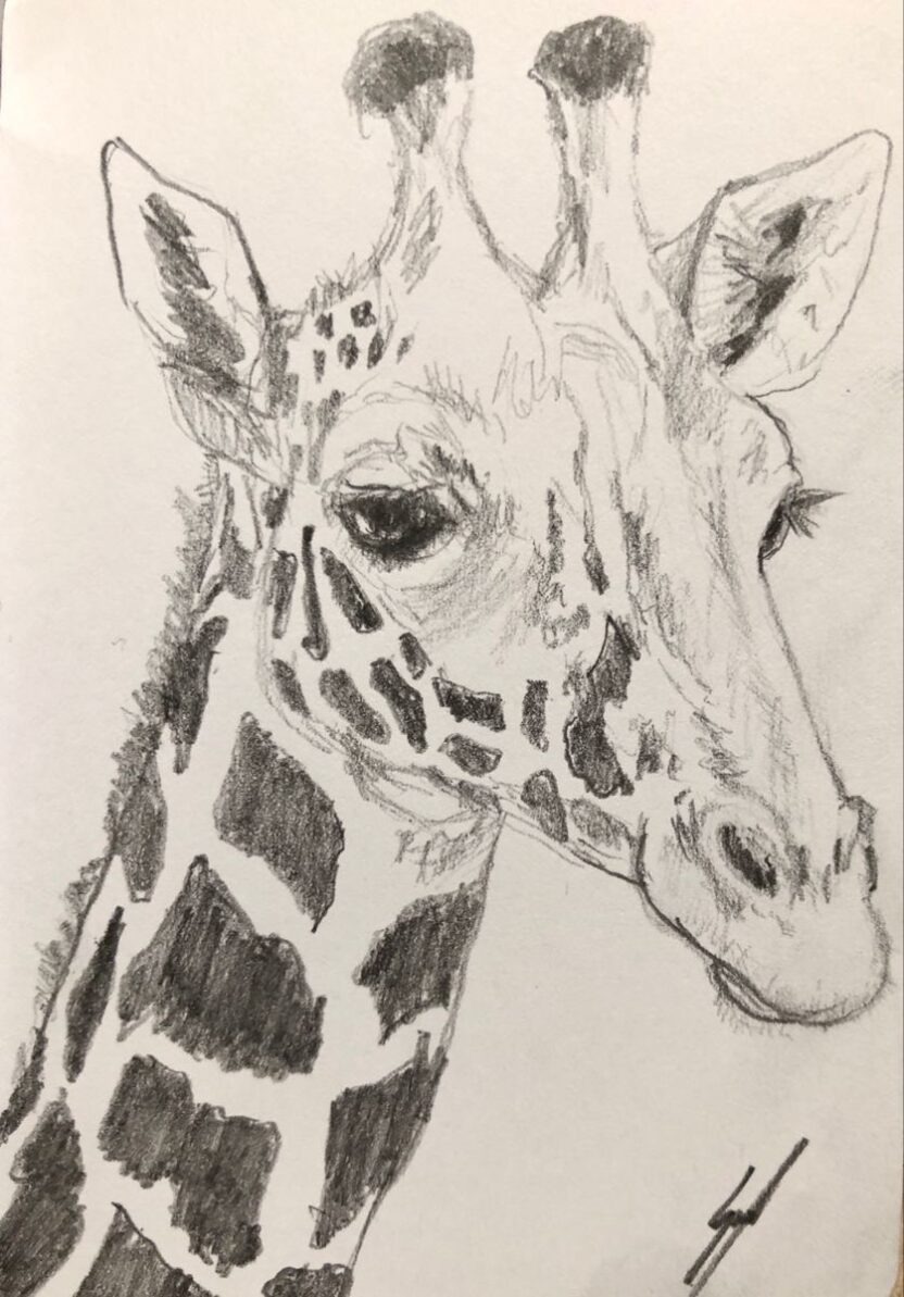 Giraffe Drawing: Step-by-Step Tips to Create Stunning Art