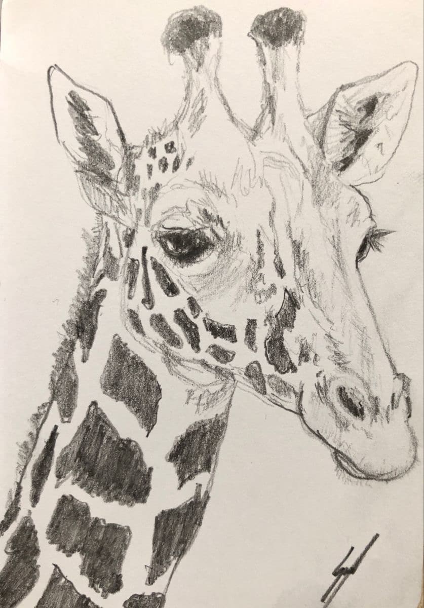 Giraffe Drawing: Step-by-Step Tips to Create Stunning Art