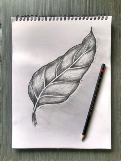 Leaf Drawing: Techniques and Tips for Beginners