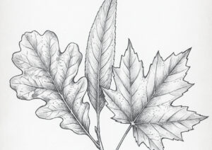 Leaf Drawing Guide: Techniques That Actually Work 2026