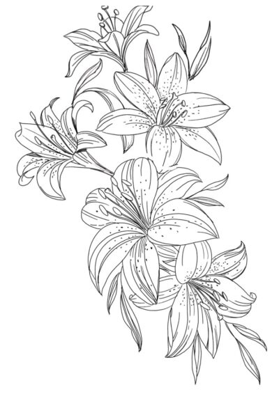 Lily Flower Drawing: Why Your Petals Look Flat (And Fixes)