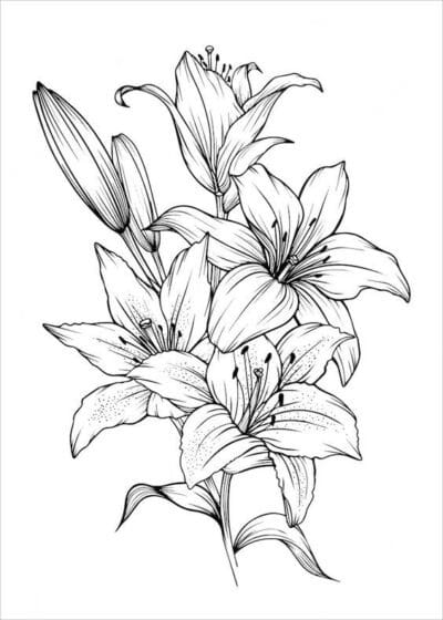 Lily Flower Drawing: Why Your Petals Look Flat (And Fixes)