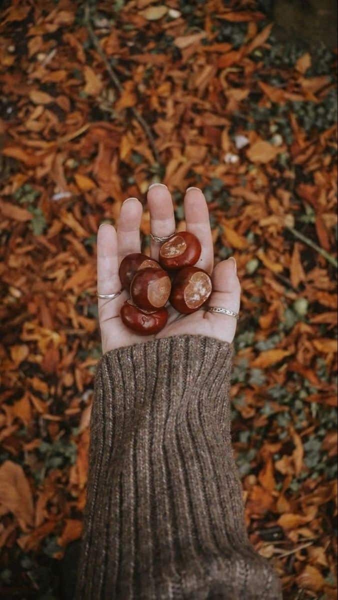 Seasonal Charm: Best Fall Wallpaper Ideas for iPhone
