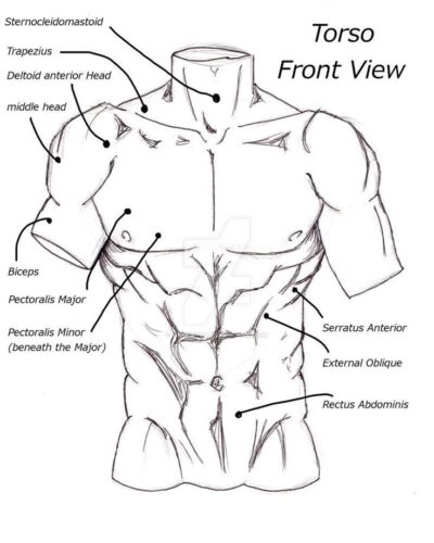 Male Body Anatomy Drawing Essentials for Beginners Made Easy