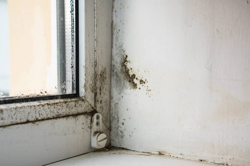 What Are the Warning Signs of Hidden Mold in Your Home?