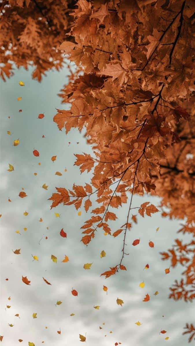 Top Fall Wallpaper Ideas to Enhance Your iPhone Experience