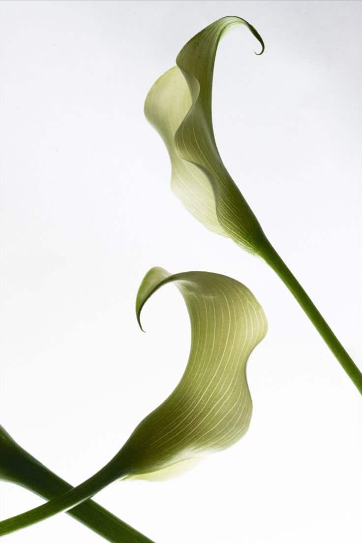 40+ Simple iPhone Wallpapers (Free HD Backgrounds)