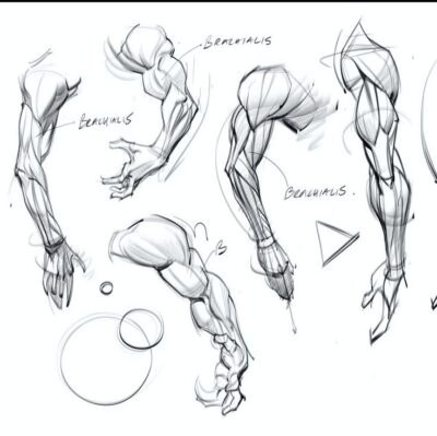 Male Body Anatomy Drawing Essentials for Beginners Made Easy