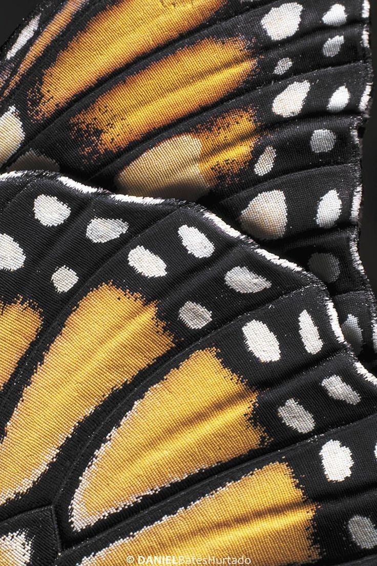 Nature-Inspired Patterns Transforming Modern Design Trends