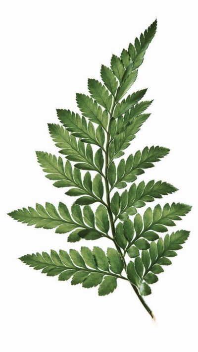 Pen and Ink Botanical Drawing Tips for Beginners Made Easy
