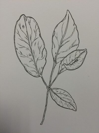 Pen and Ink Botanical Drawing Tips for Beginners Made Easy