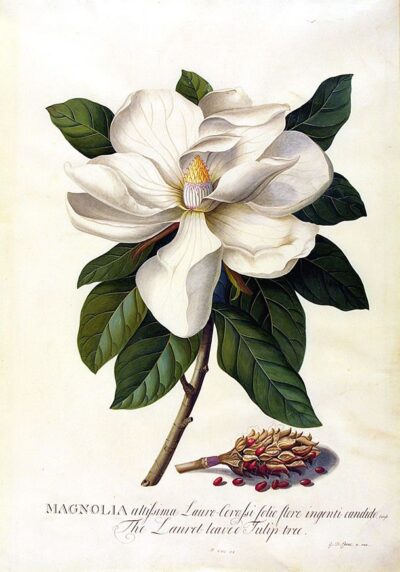 Pen and Ink Botanical Drawing Tips for Beginners Made Easy