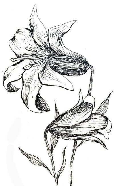 Pen and Ink Botanical Drawing Tips for Beginners Made Easy