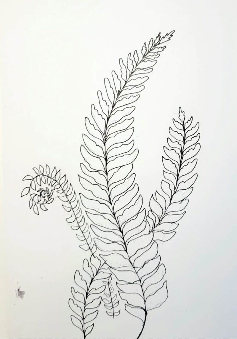10 Botanical Sketch Subjects: Inspire Your Art Project