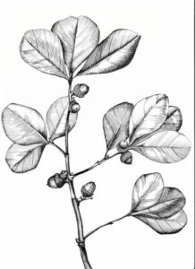 Pen and Ink Botanical Drawing Tips for Beginners Made Easy