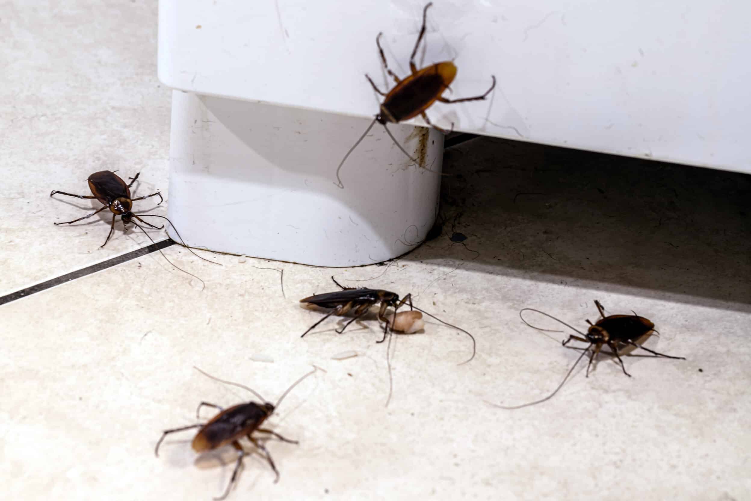 Proactive Home Care: Avoiding Major Repairs and Safety Risks