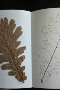 Pen and Ink Botanical Drawing Tips for Beginners Made Easy