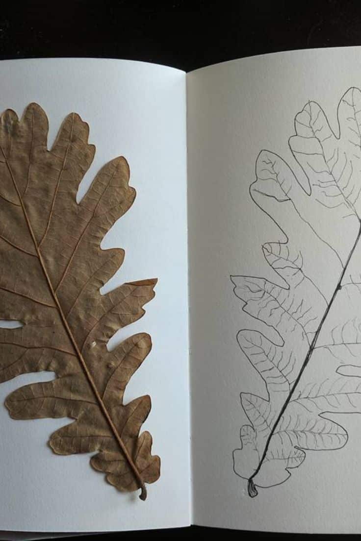 Pen and Ink Botanical Drawing Tips for Beginners Made Easy