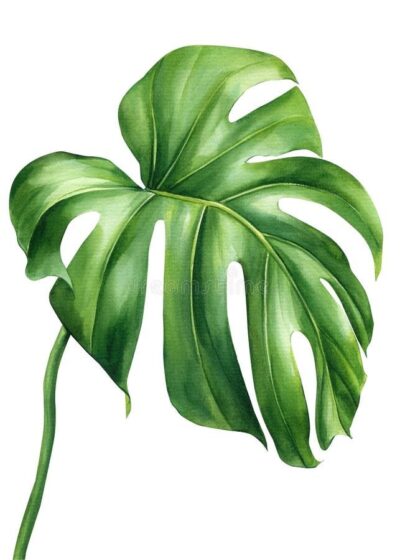 Pen and Ink Botanical Drawing Tips for Beginners Made Easy