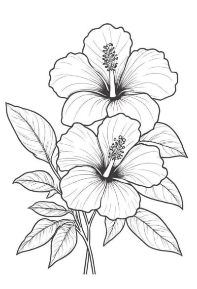 Discover How to Draw Beautiful Hawaiian Hibiscus Flowers