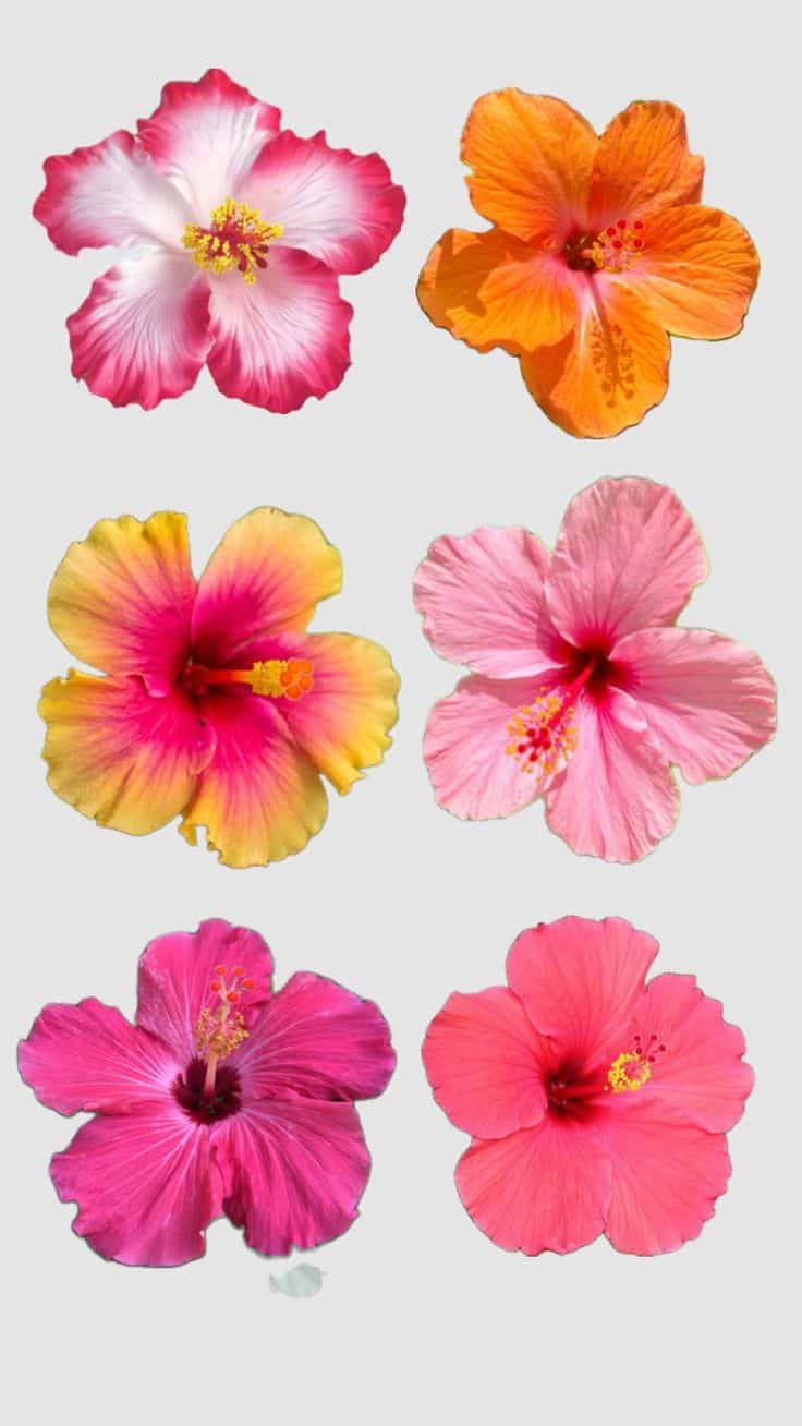 Discover How to Draw Beautiful Hawaiian Hibiscus Flowers