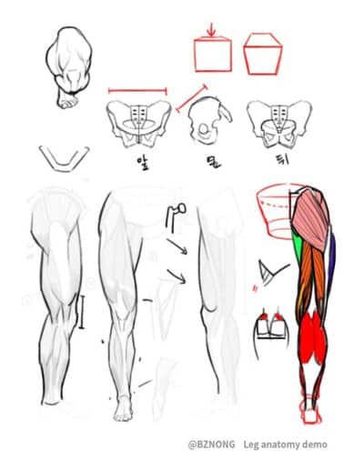 Leg Anatomy Drawing Ideas for Accurate Illustrations