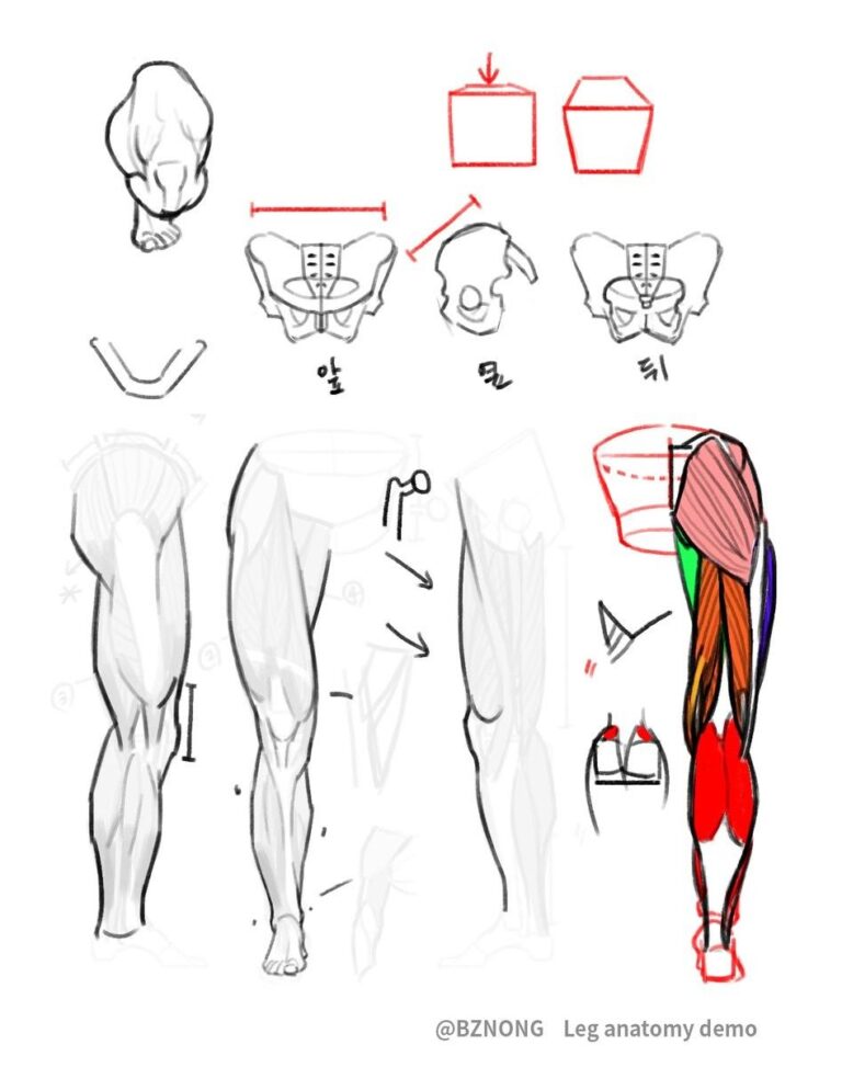 Leg Anatomy Drawing Ideas for Accurate Illustrations