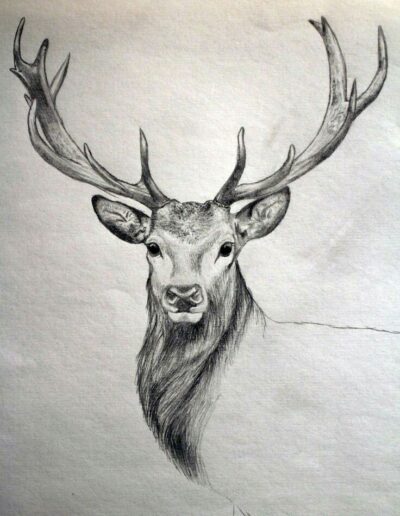 Animal Drawing Ideas for Fun and Creative Sketching Sessions