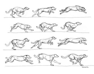 Animal Drawing Ideas for Fun and Creative Sketching Sessions