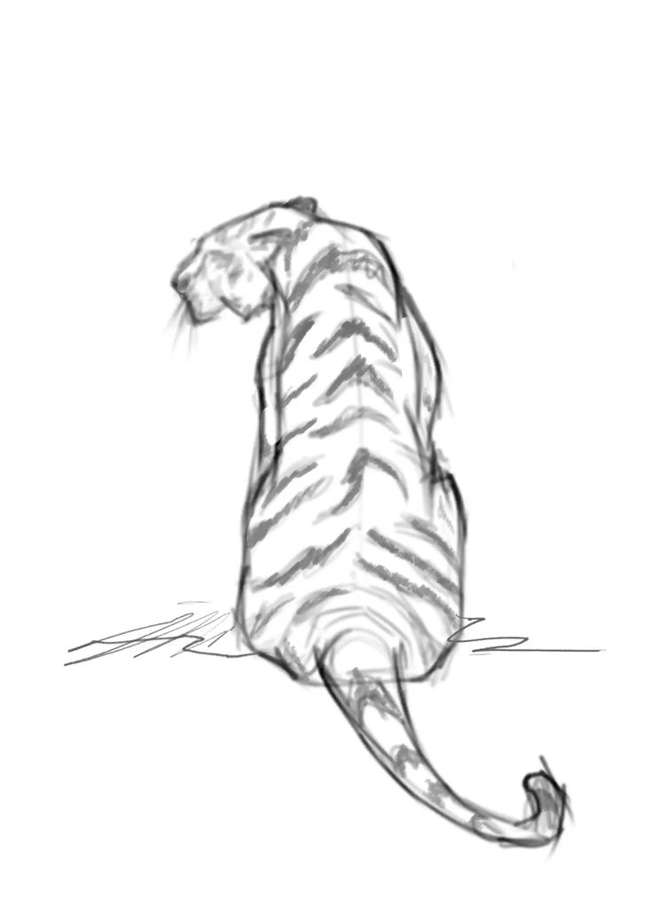 Animal Drawing Ideas for Fun and Creative Sketching Sessions