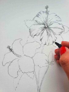 Discover How to Draw Beautiful Hawaiian Hibiscus Flowers